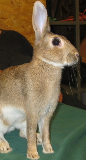 Breeder Listings